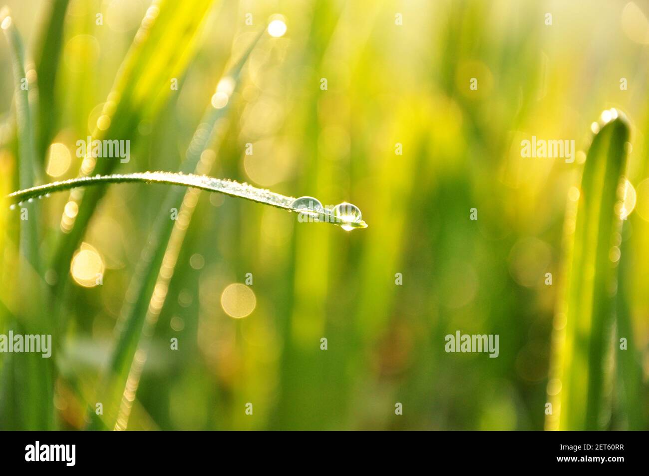 a drop of dew lies on the green grass Stock Photo - Alamy