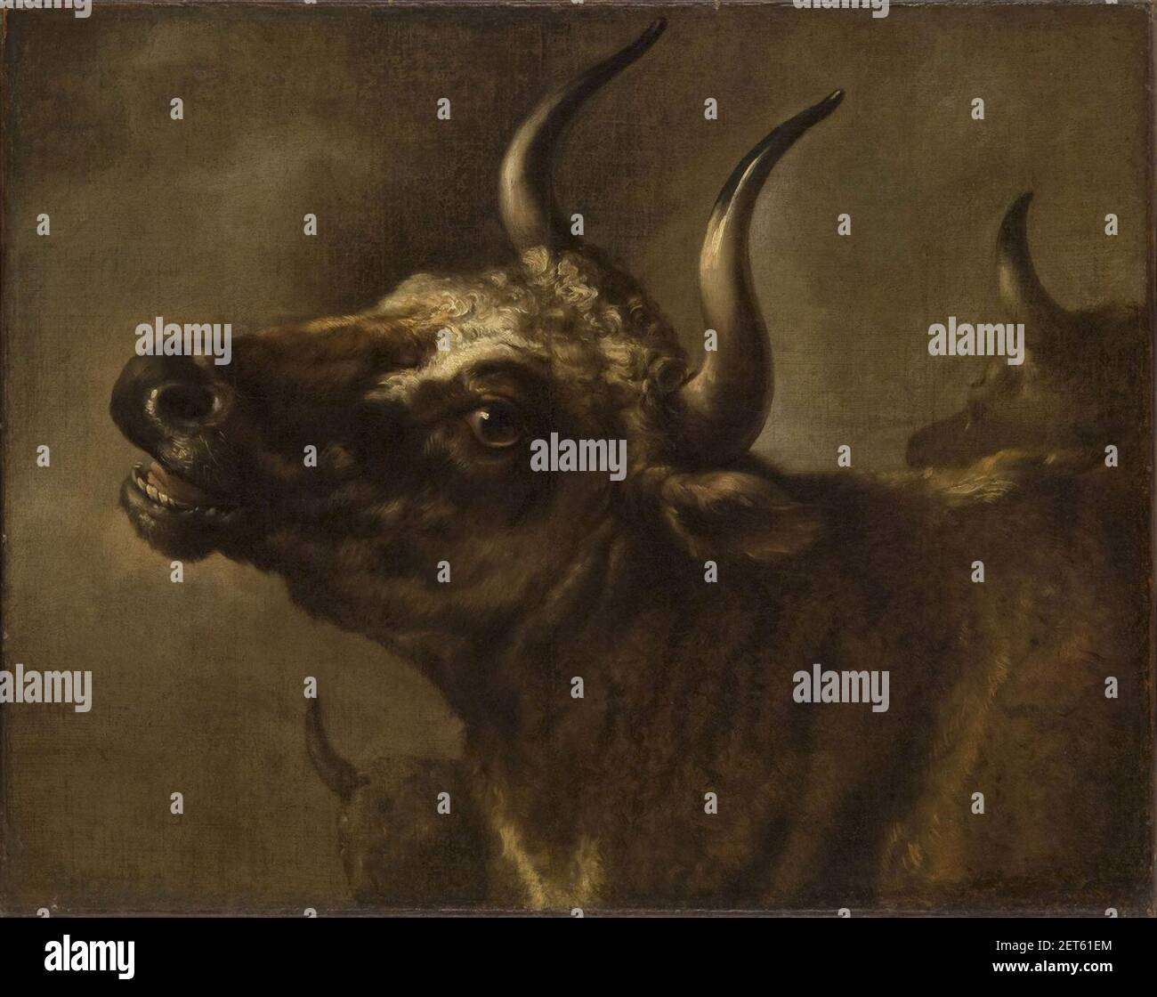 Paulus potter the bull hi-res stock photography and images - Alamy