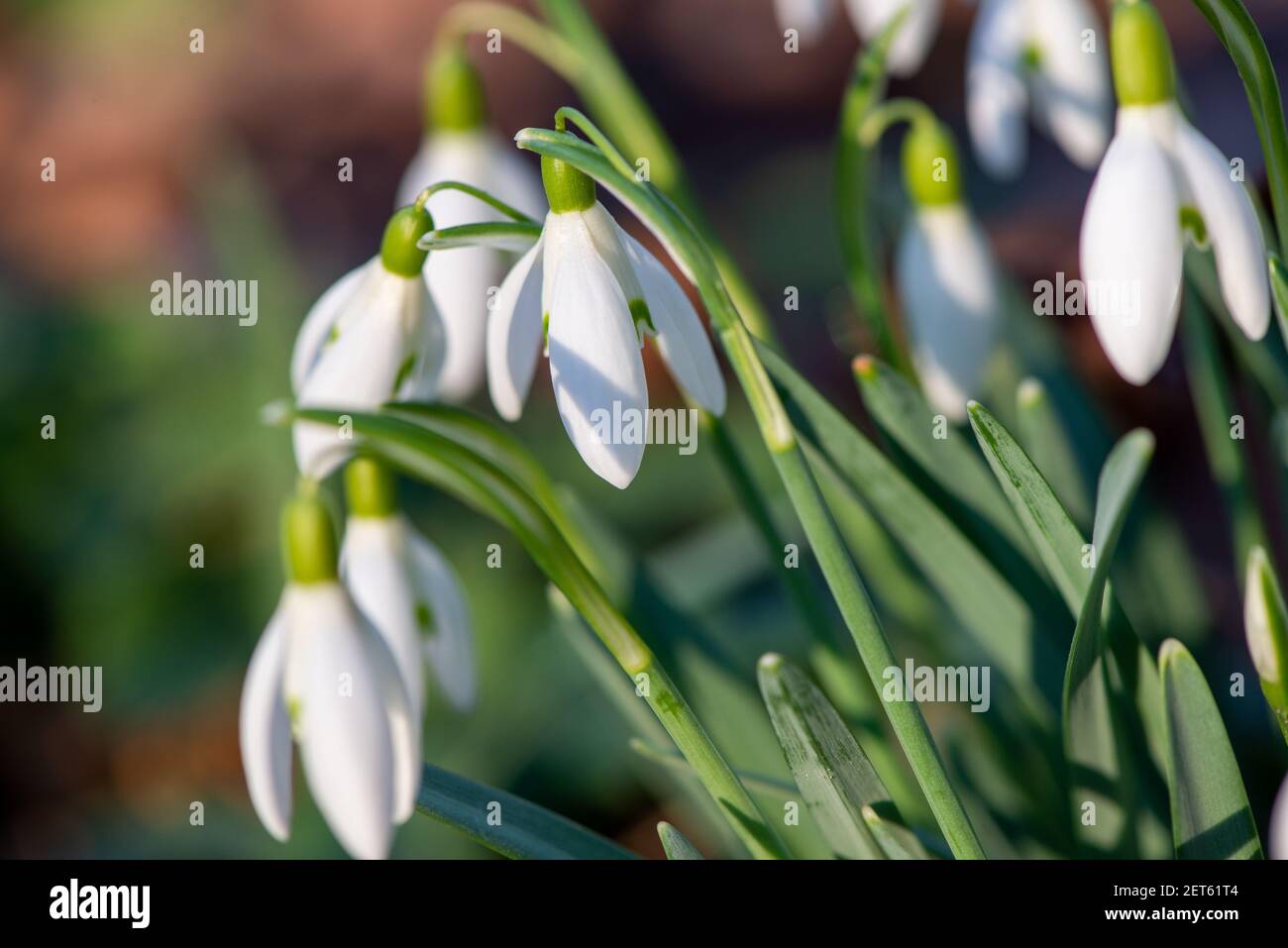 Beautiful wild snowdrops galanthus hi-res stock photography and images ...