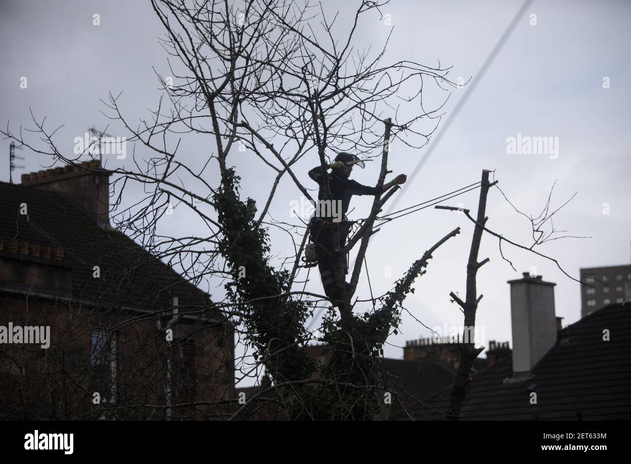 Pruning Back Trees High Resolution Stock Photography and Images - Alamy