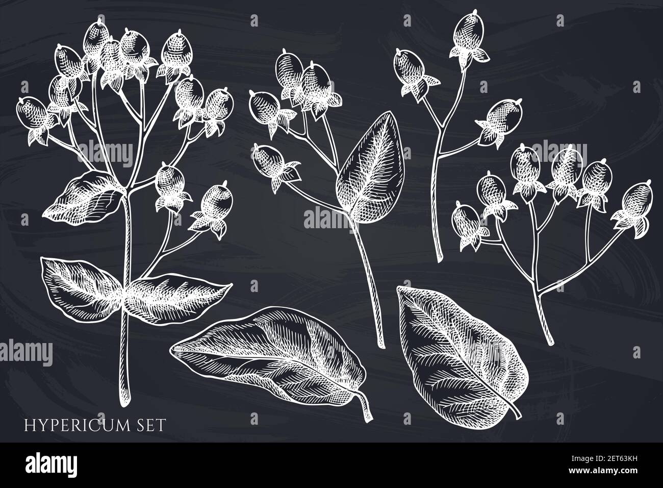 Vector set of hand drawn chalk hypericum Stock Vector Image & Art - Alamy