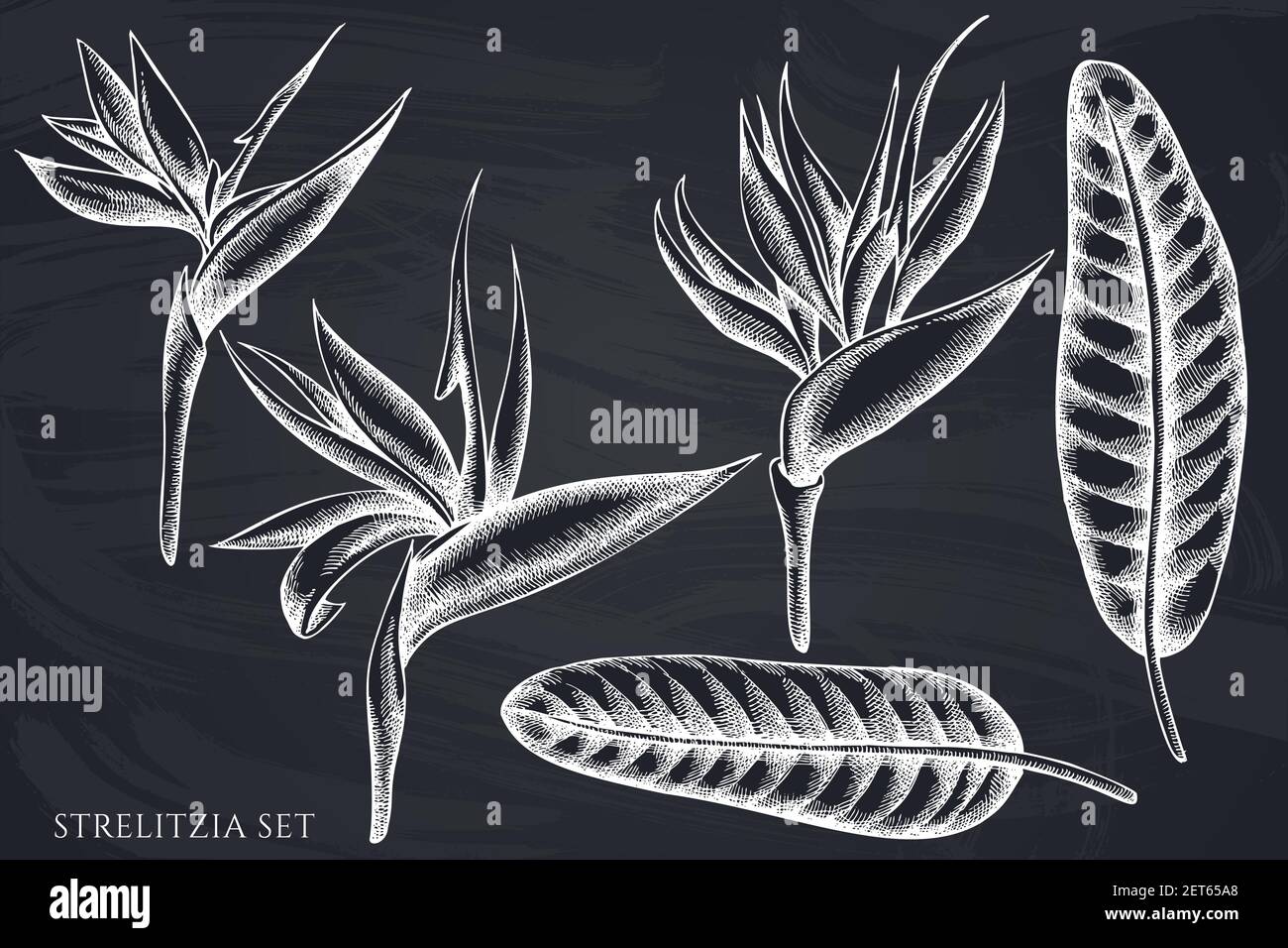 Vector set of hand drawn chalk strelitzia Stock Vector Image & Art - Alamy