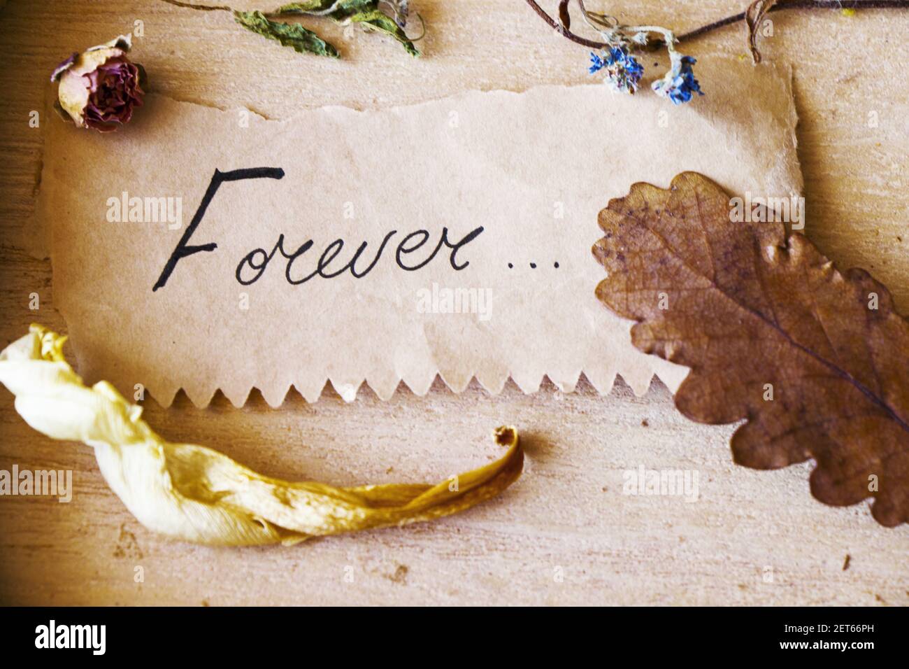 A forever word, text, and letter on the old paper, dry plants, and ...