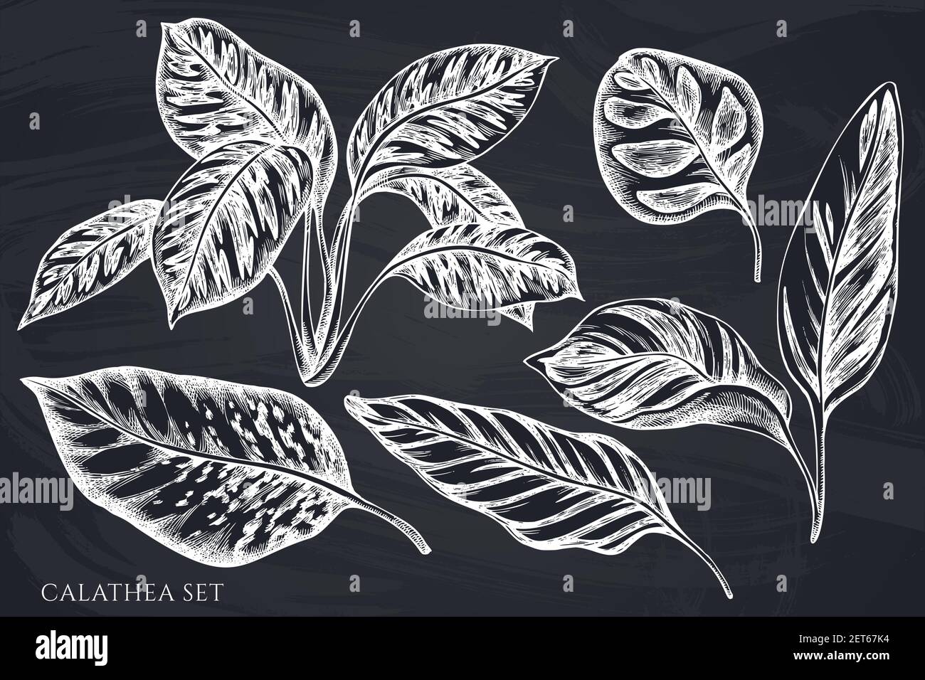 Vector set of hand drawn chalk calathea Stock Vector Image & Art - Alamy