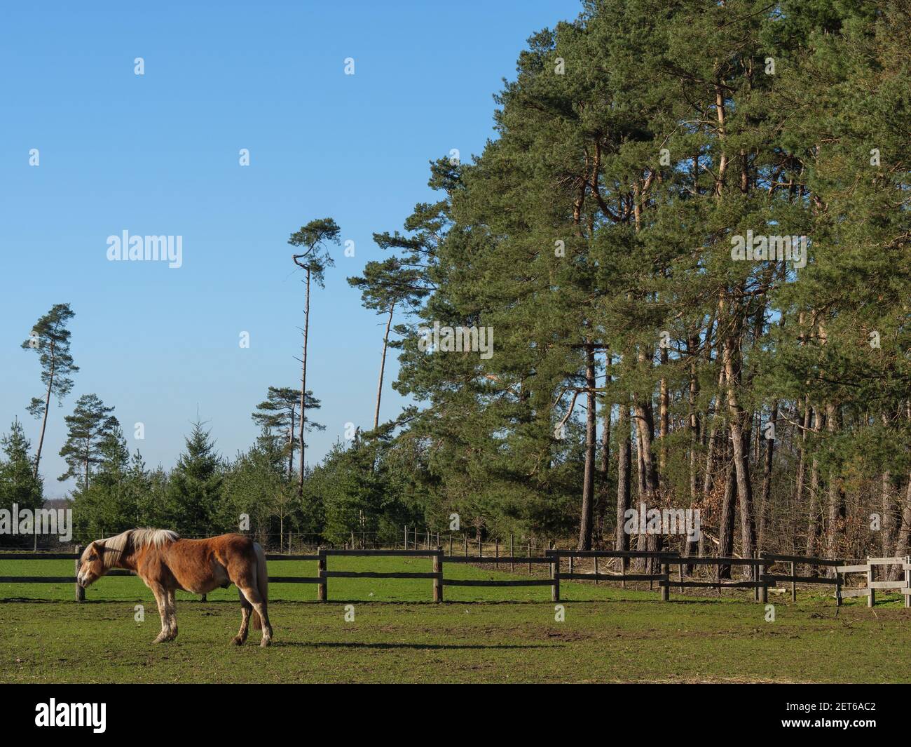 early spring time in the german westphalia Stock Photo - Alamy