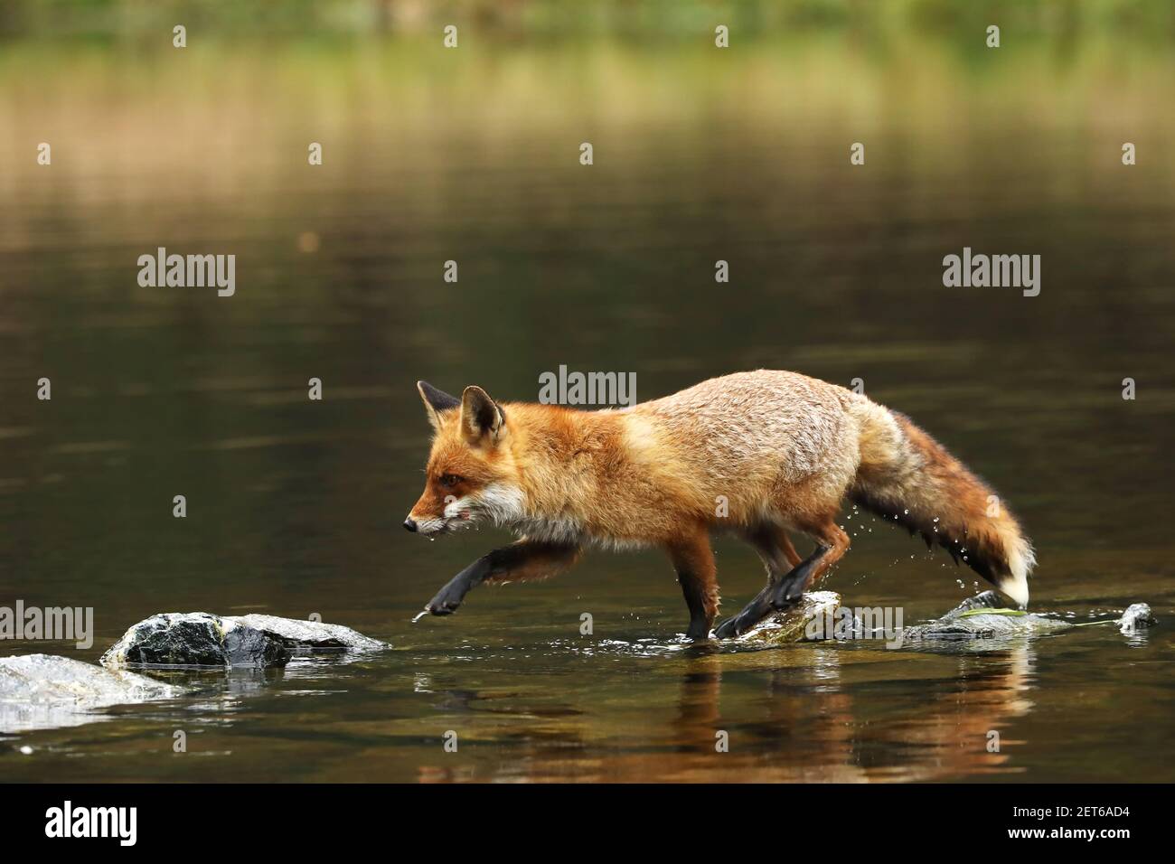 Red fox (Vulpes vulpes) catching fish in pond. Action scene in nature ...