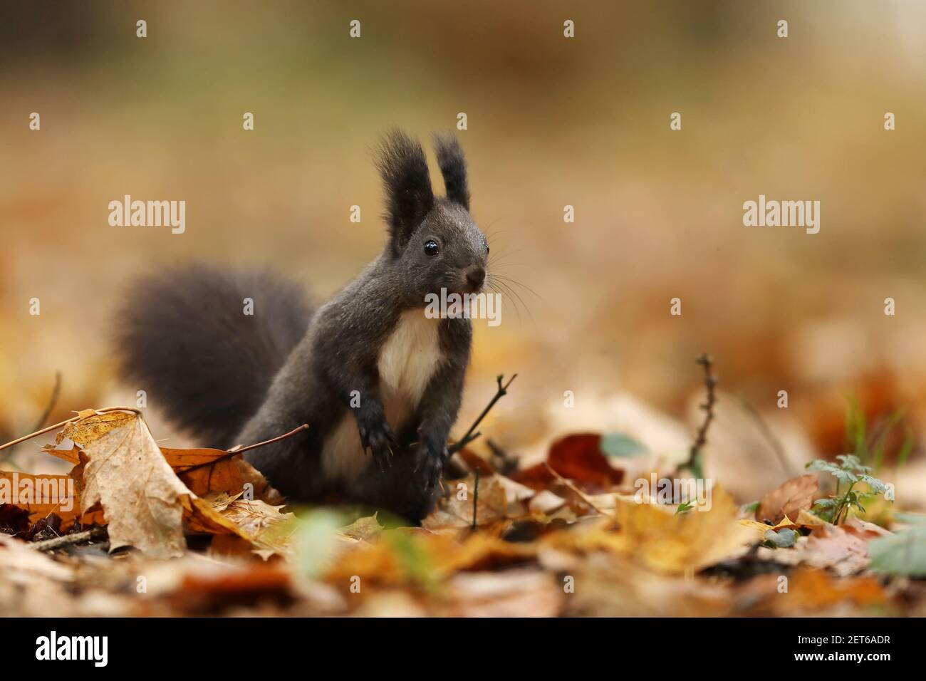 Art view on wild nature. Cute red squirrel with long pointed ears in ...