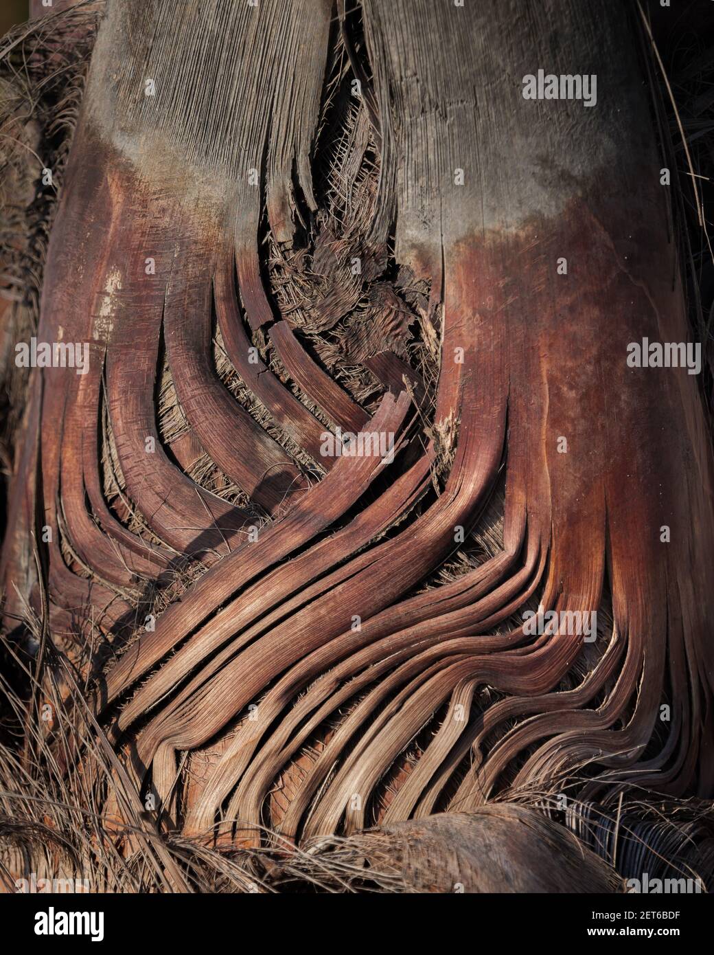 Structure of bark on the trunk of palm tree, dry fleece bark Stock ...