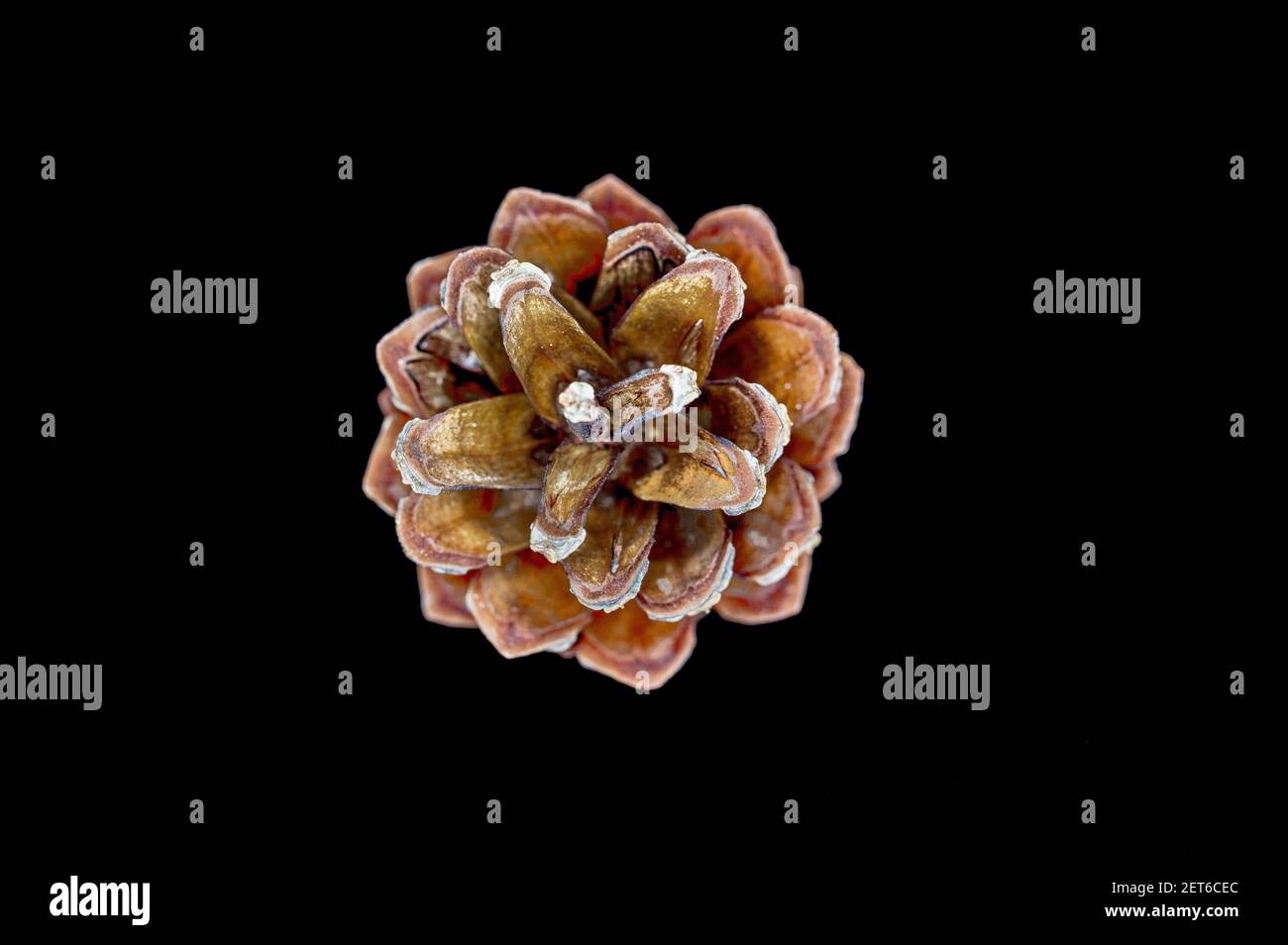 A top view of a pine cone isolated on black background Stock Photo - Alamy