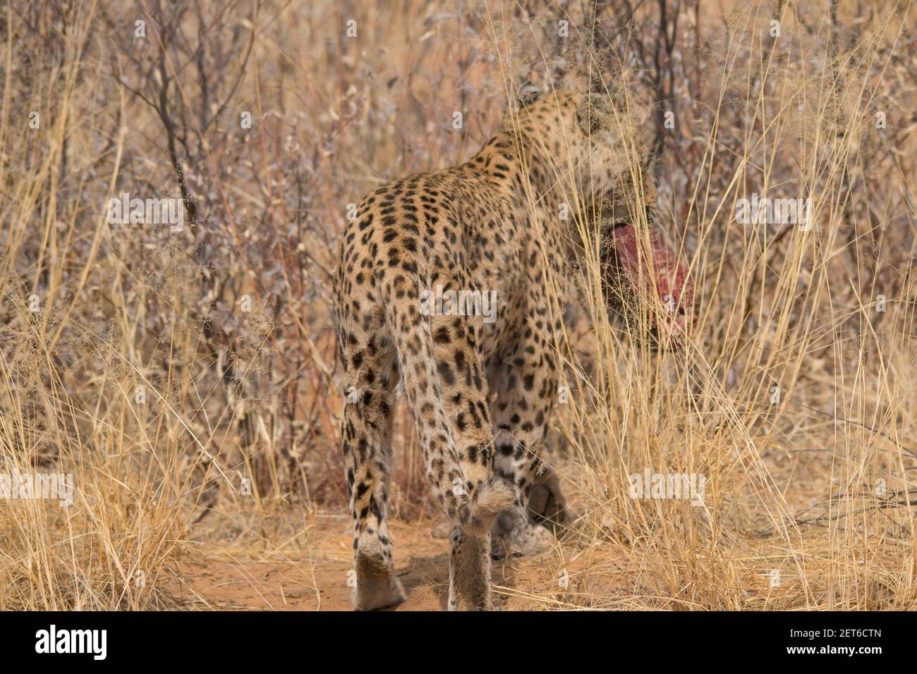 A Leopard in the dry plains of the kalahari desert in Namibia Stock ...