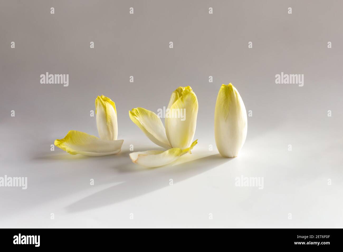 Belgian endive, witloof, row chicory root on light background Stock ...