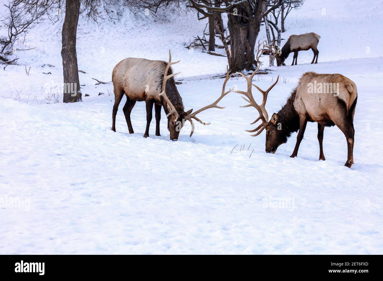 Wapiti, Bull Elk sparring, fighting behavior, (Cervus canadensis ...