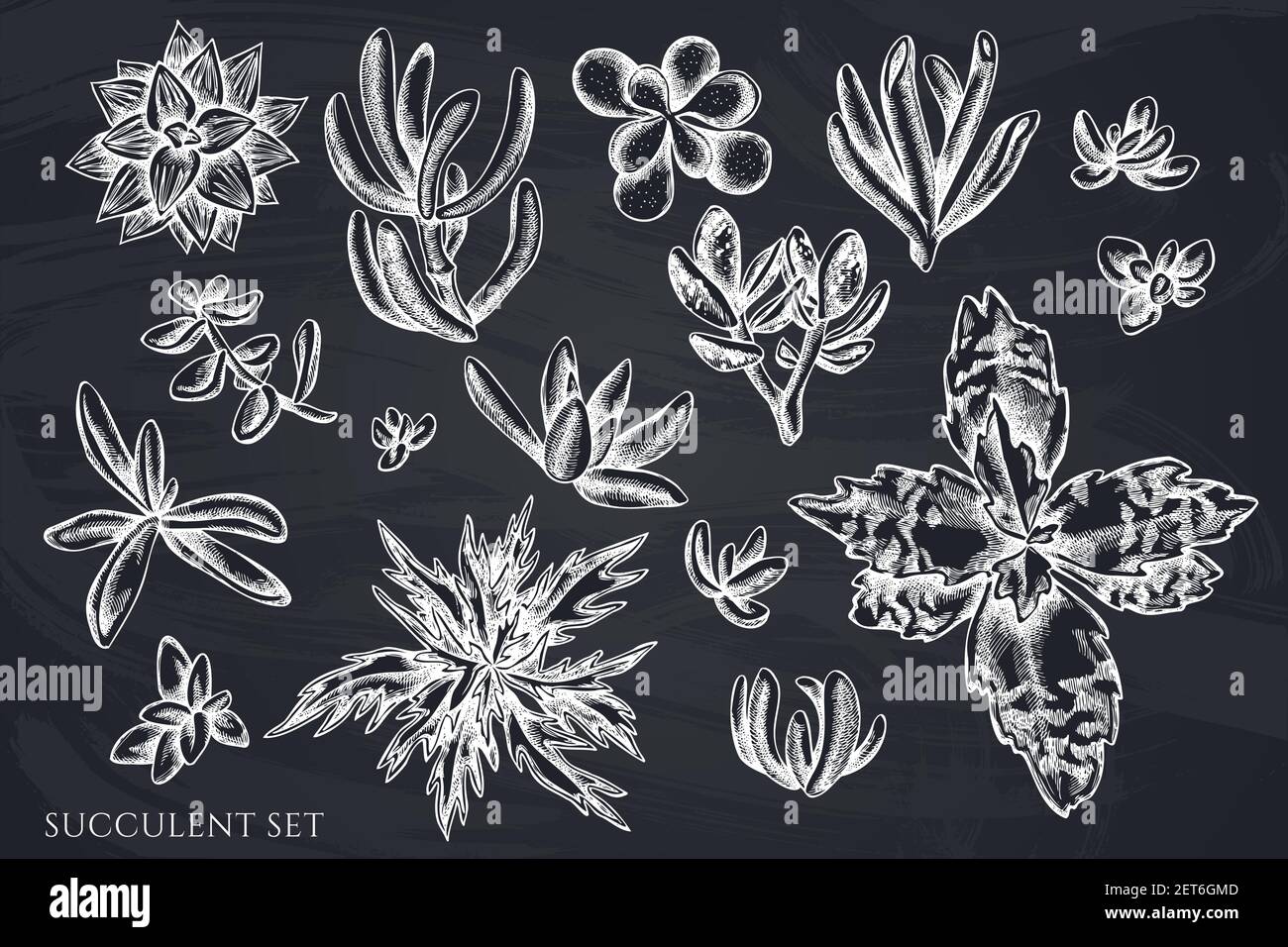 Vector set of hand drawn chalk succulent Stock Vector Image & Art - Alamy