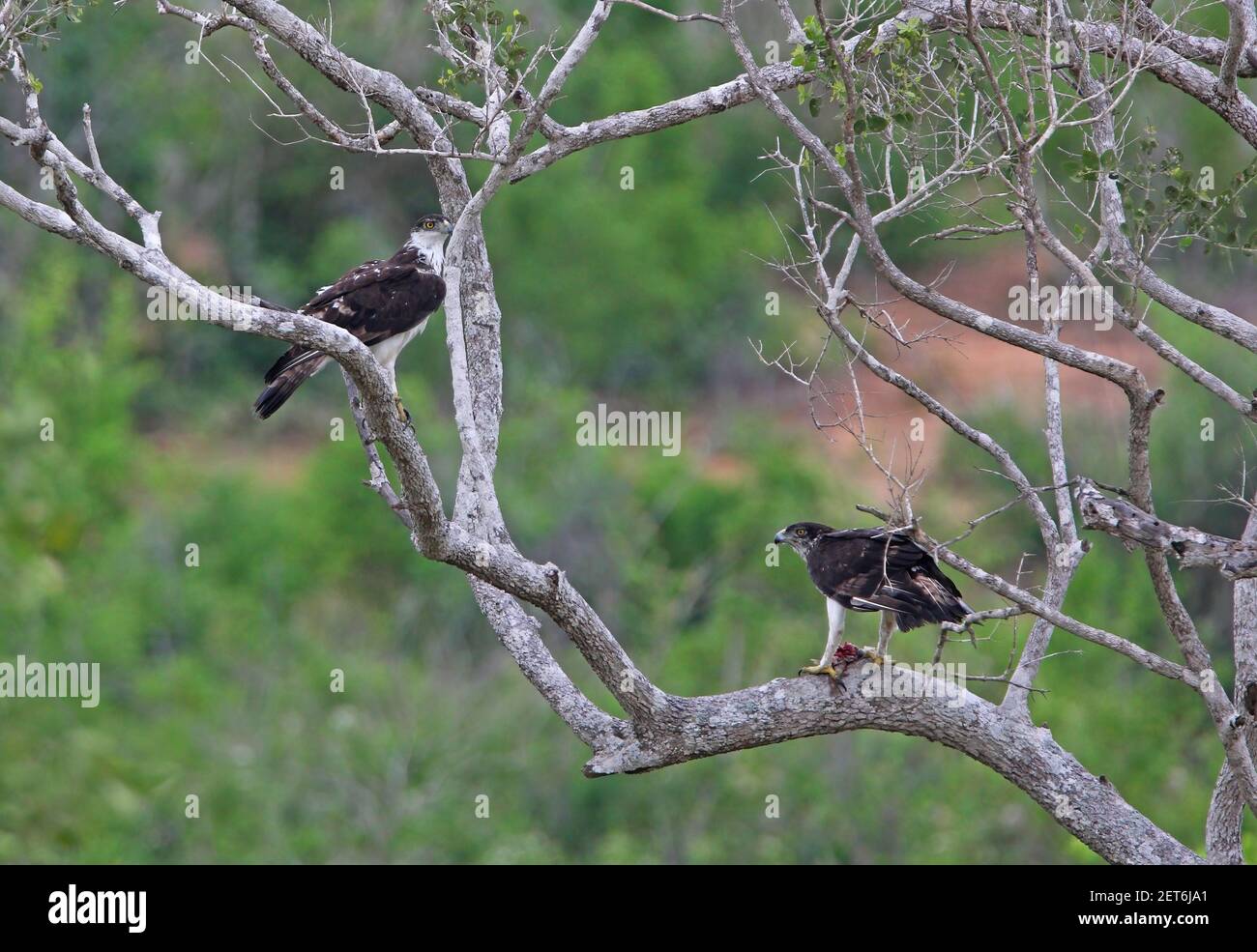 African hawk eagle hi-res stock photography and images - Alamy