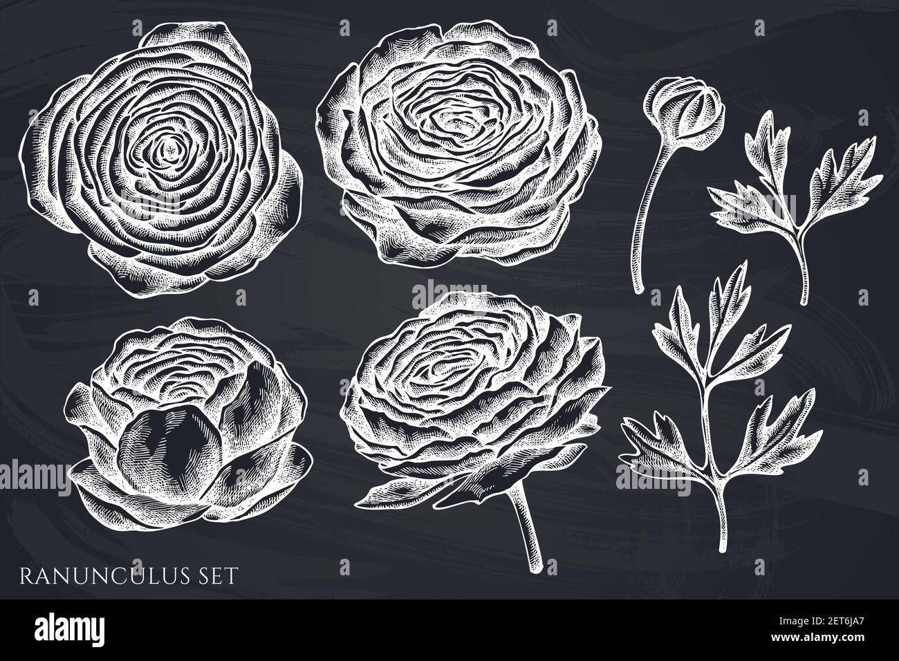 Vector set of hand drawn chalk ranunculus Stock Vector Image & Art - Alamy