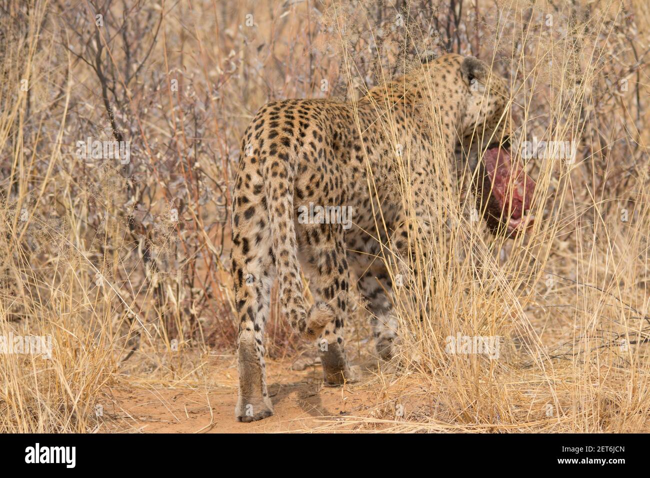A Leopard in the dry plains of the kalahari desert in Namibia Stock ...