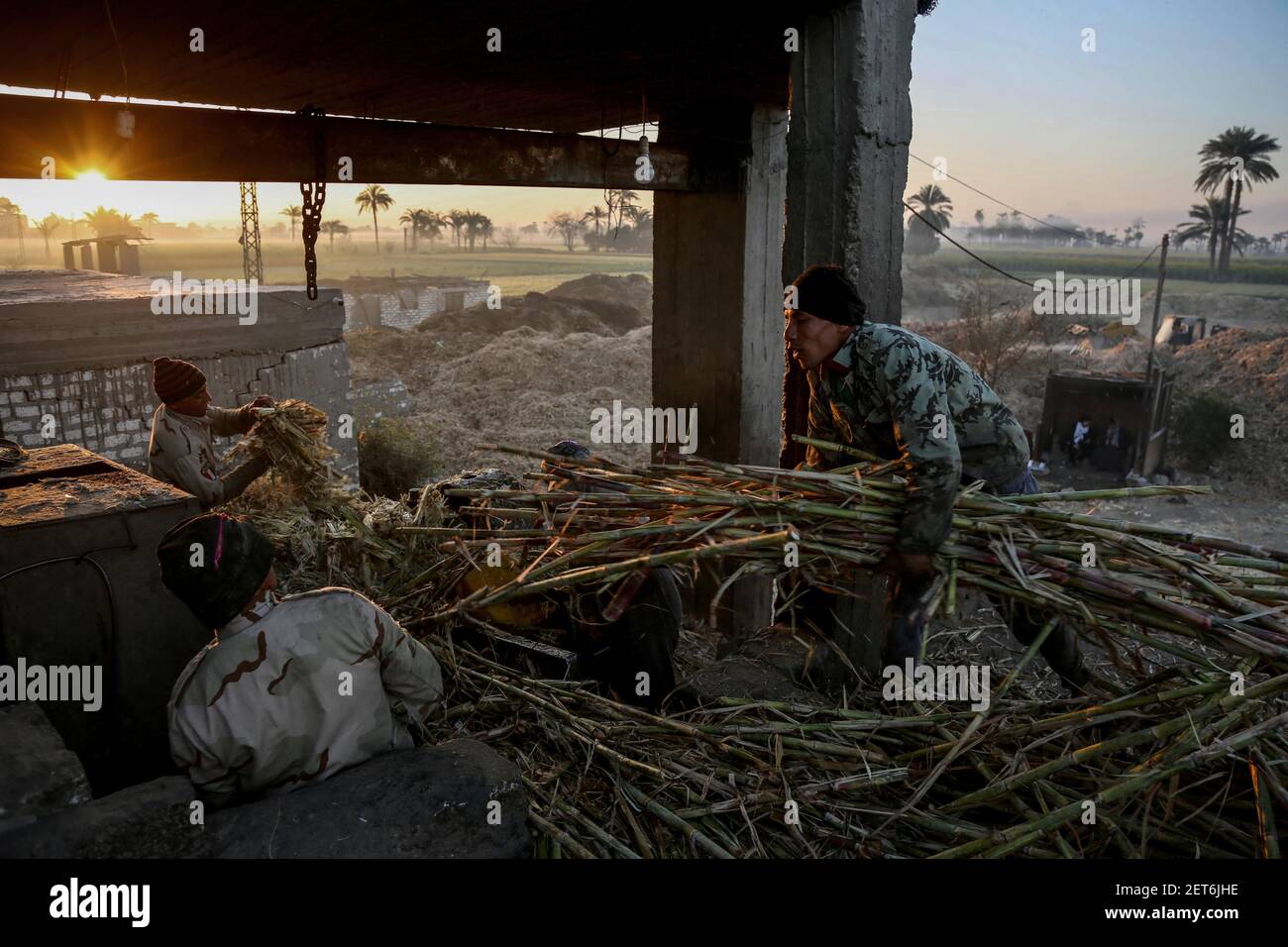 Mallawi, Egypt. 01st Mar, 2021. Workers process newly harvested ...