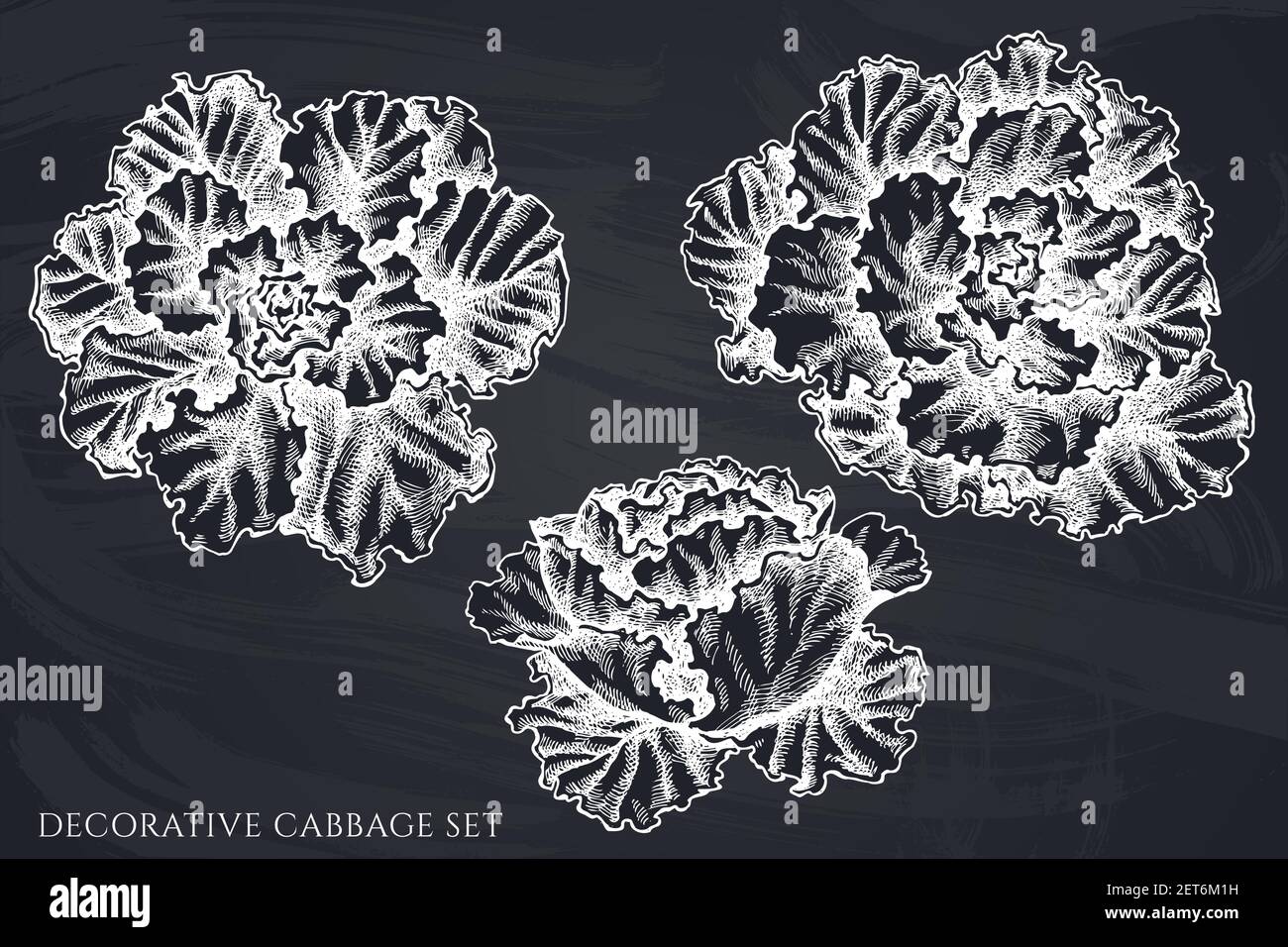 Curly kale flower Stock Vector Images - Alamy