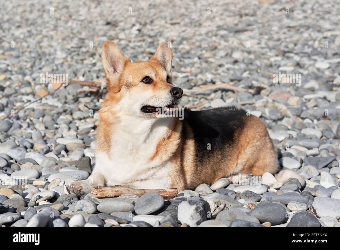 Smallest shepherd dog breed. Welsh corgi Pembroke tricolor lies on ...