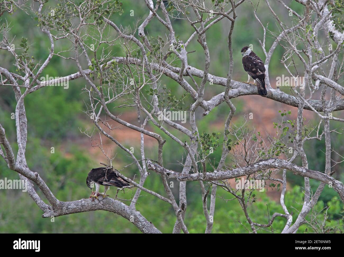African Hawk-eagle (Aquila spilogaster) two adults perched in tree, one ...