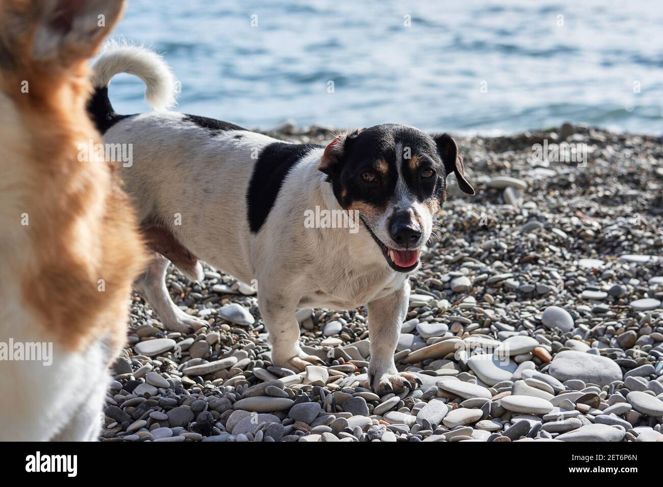 Smooth haired Jack Russell Terrier on walk. Black and white little ...