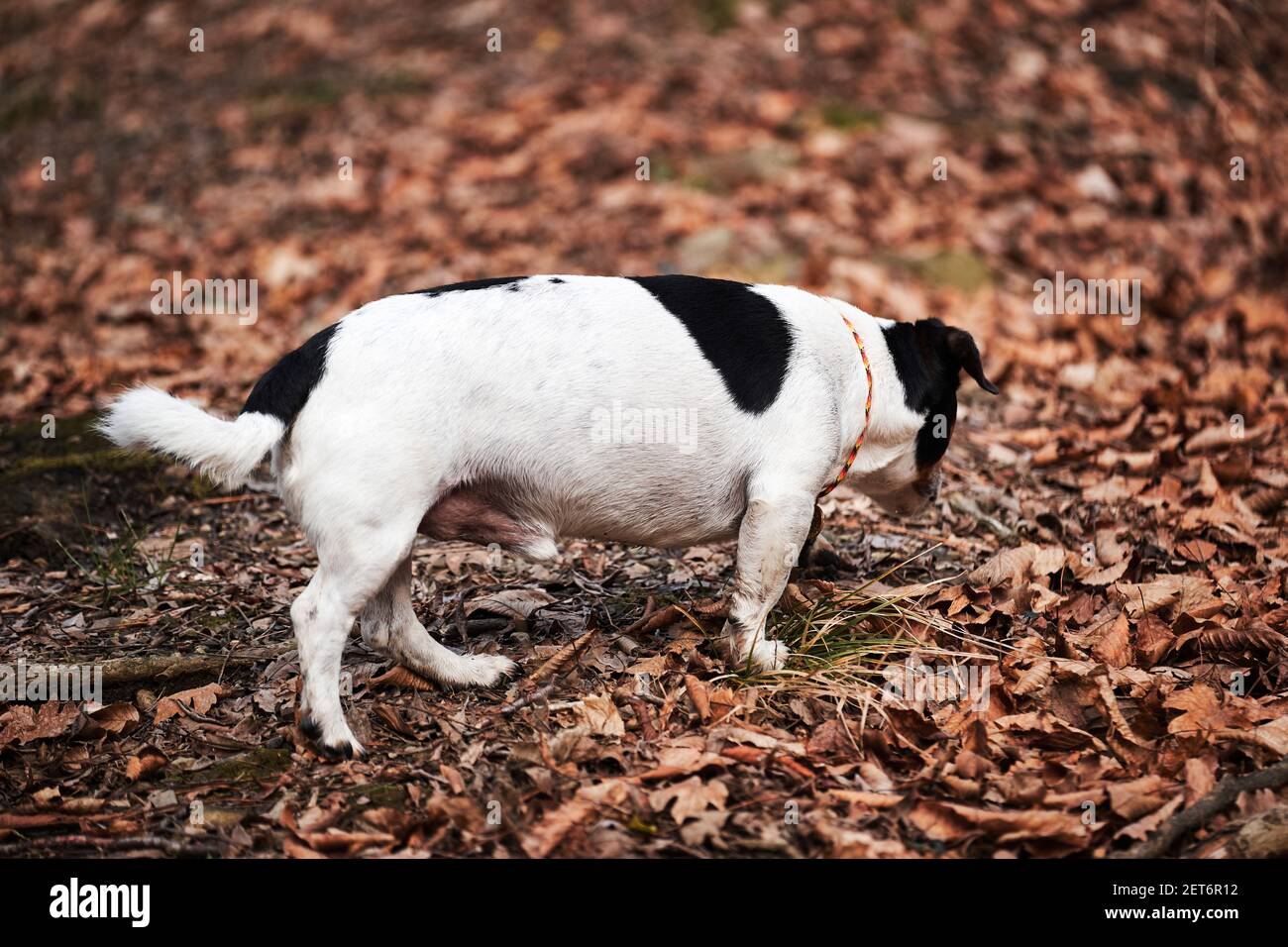 Smooth haired Jack Russell Terrier on walk. Black and white small ...