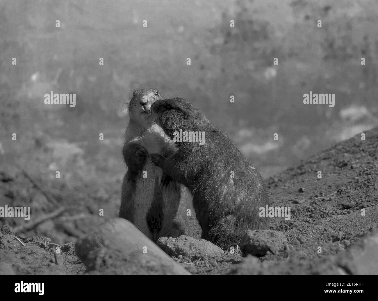 A grayscale shot of two adorable steppe gophers kissing each other on ...