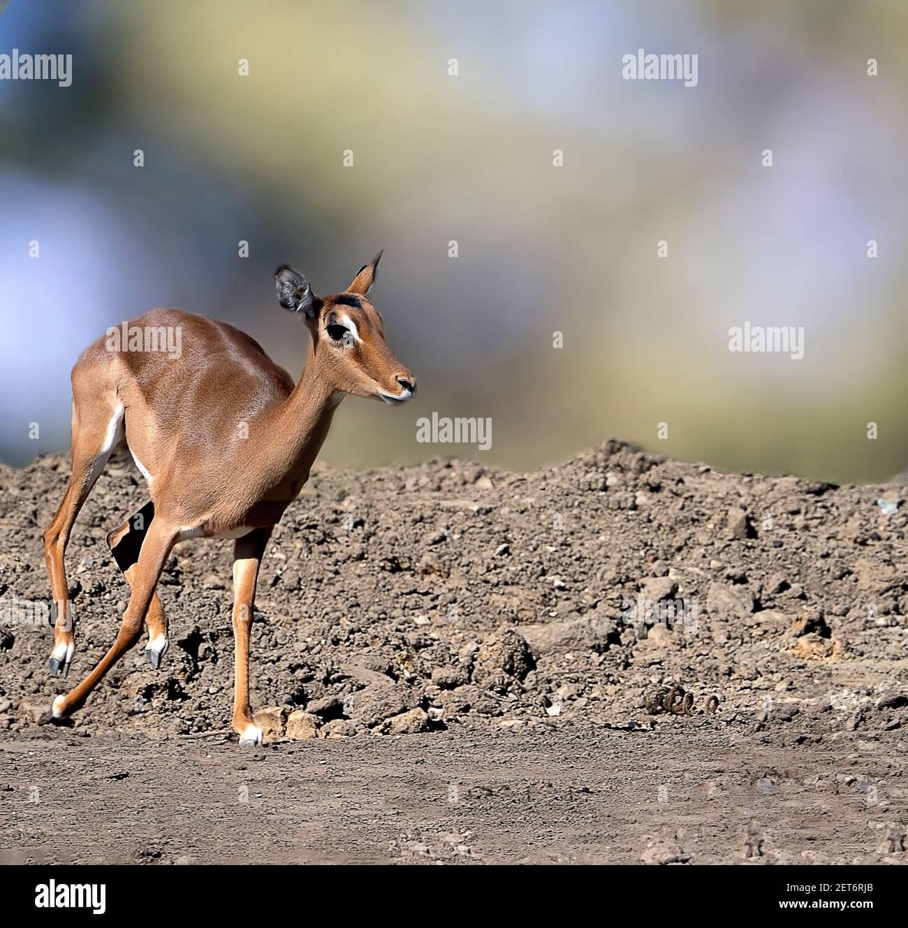 A shot of an adorable running antelope dik-dik on the blurred ...