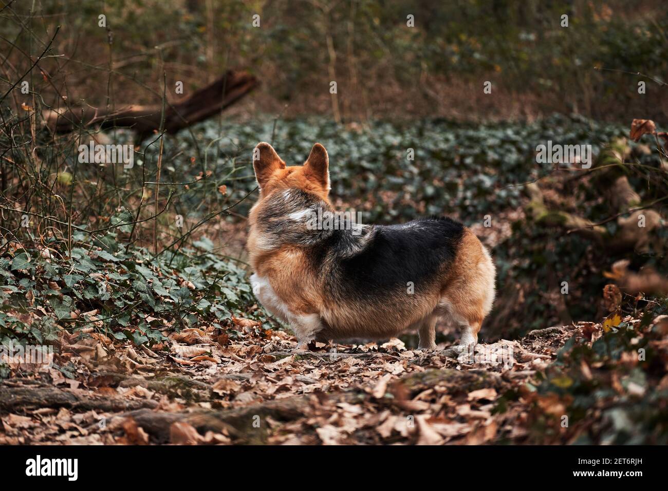 Welsh corgi Pembroke tricolor walks through autumn forest and enjoys ...