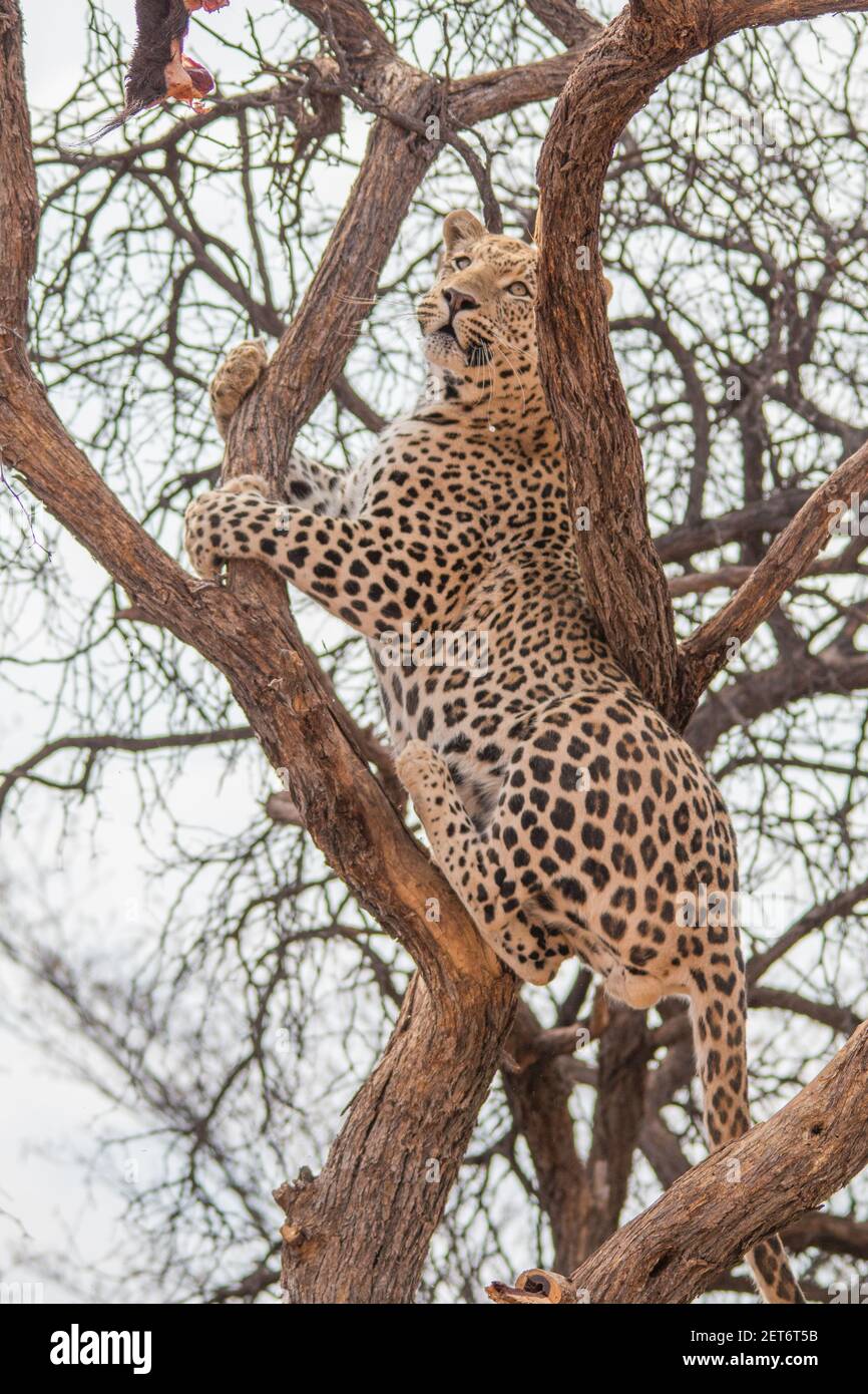 A Leopard in the dry plains of the kalahari desert in Namibia Stock ...