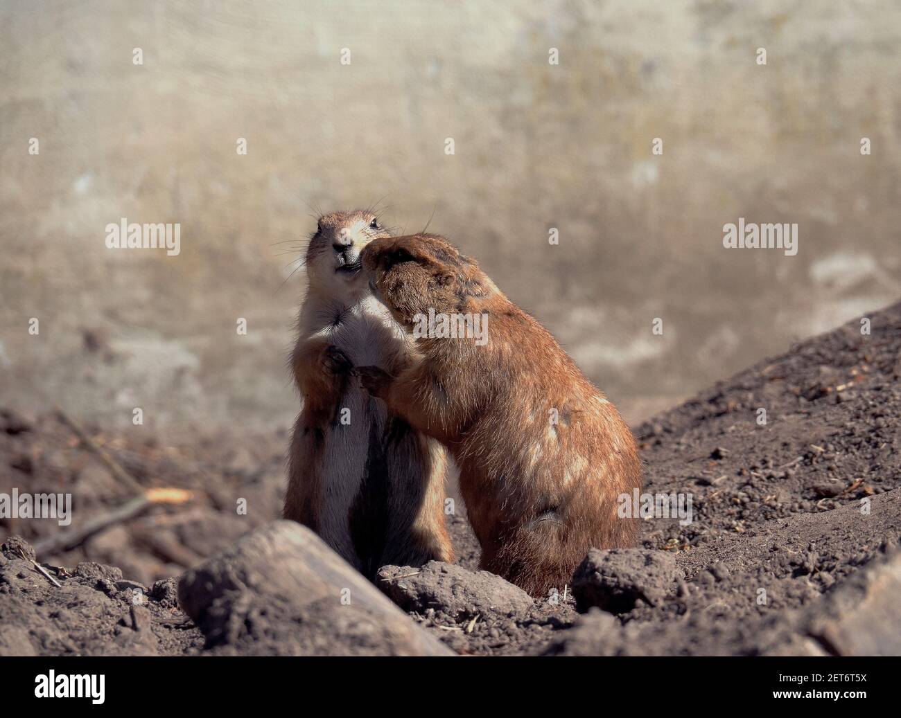 Squirrel kiss hi-res stock photography and images - Alamy