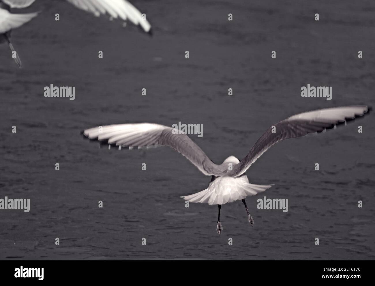 A closeup grayscale shot of seagulls from back flying over the water ...