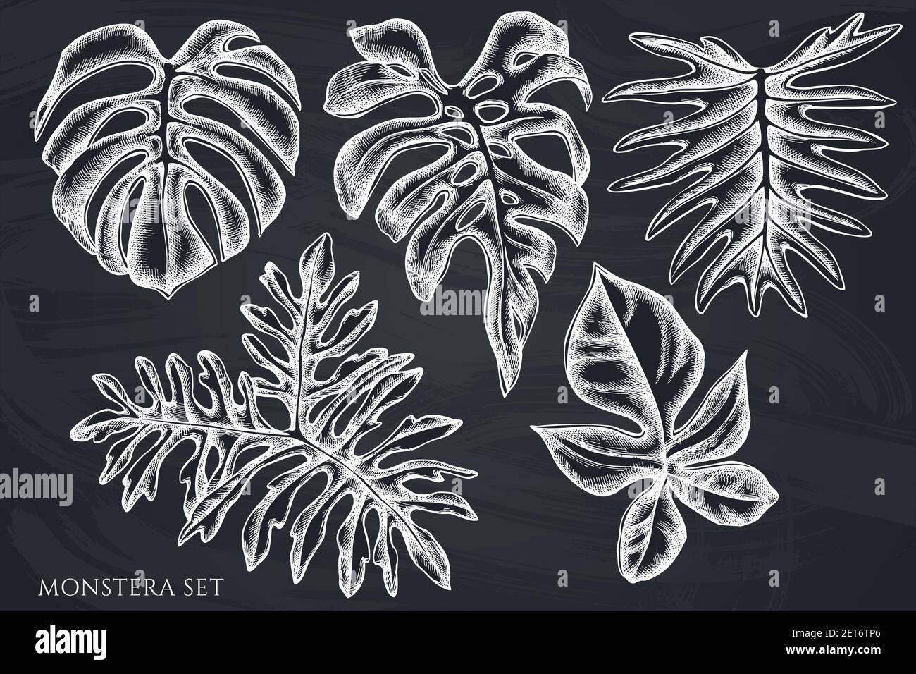 Vector set of hand drawn chalk monstera Stock Vector Image & Art - Alamy