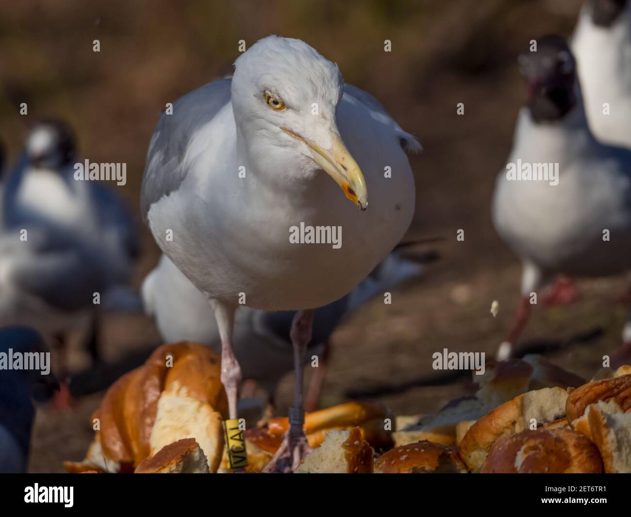 A selective shot of beautiful seagulls eating buns - animal feeding ...