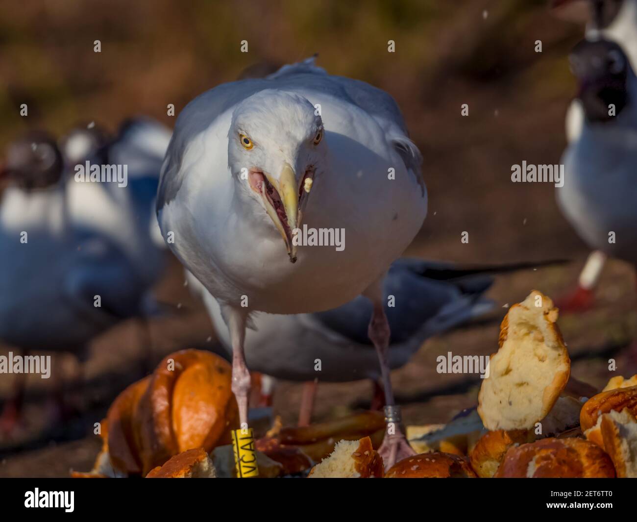 A selective shot of beautiful seagulls eating buns - animal feeding ...