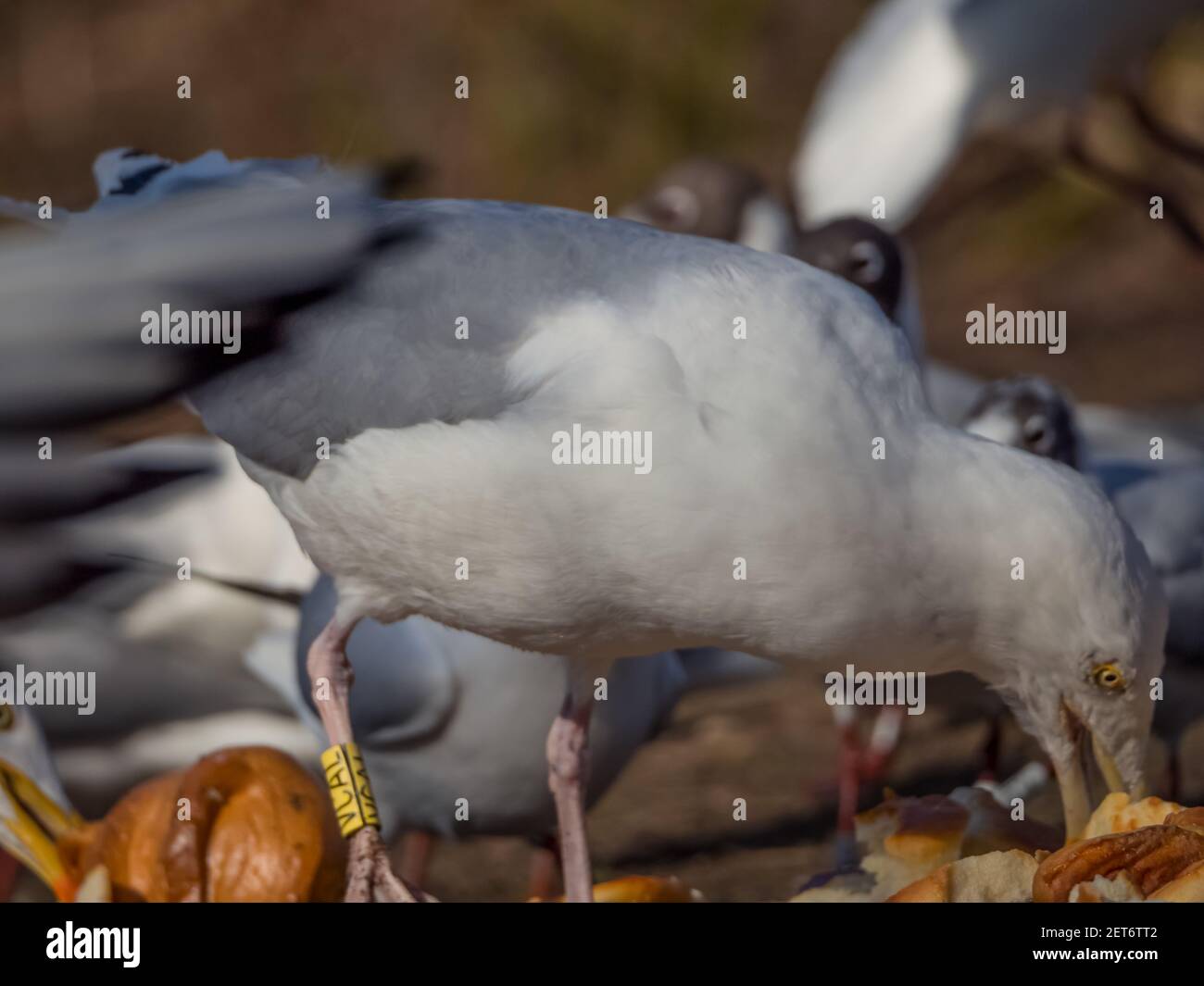 A selective shot of beautiful seagulls eating buns - animal feeding ...