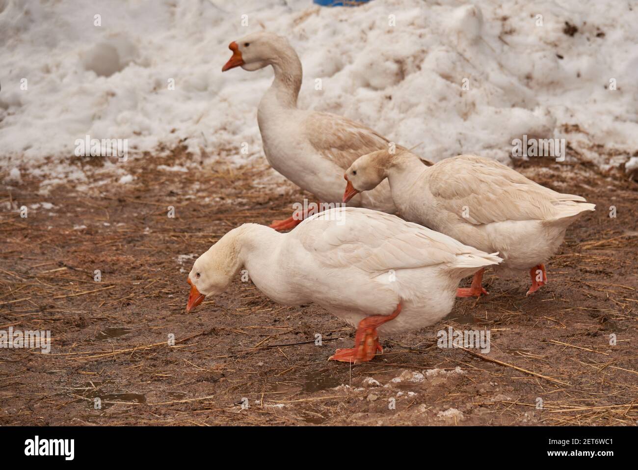 A few fat important geese are walking on a muddy road Stock Photo - Alamy