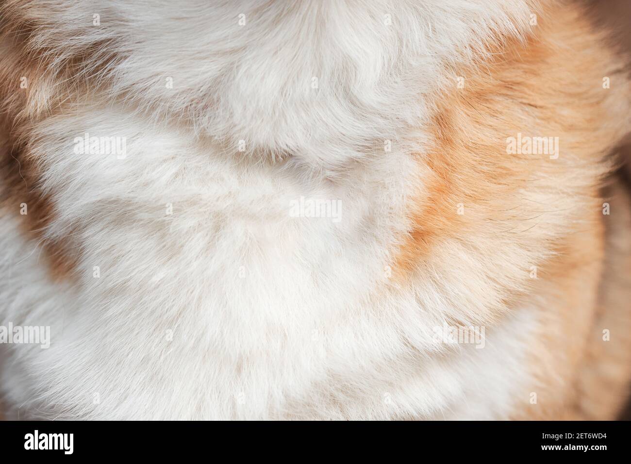 Hairy chest close up hi-res stock photography and images - Alamy
