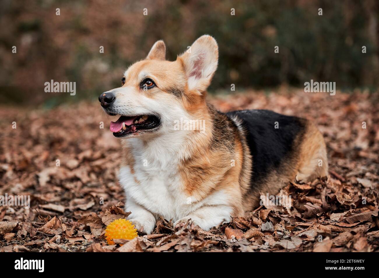 Pembroke tricolor Welsh corgi lies in woods in yellow dry autumn leaves ...