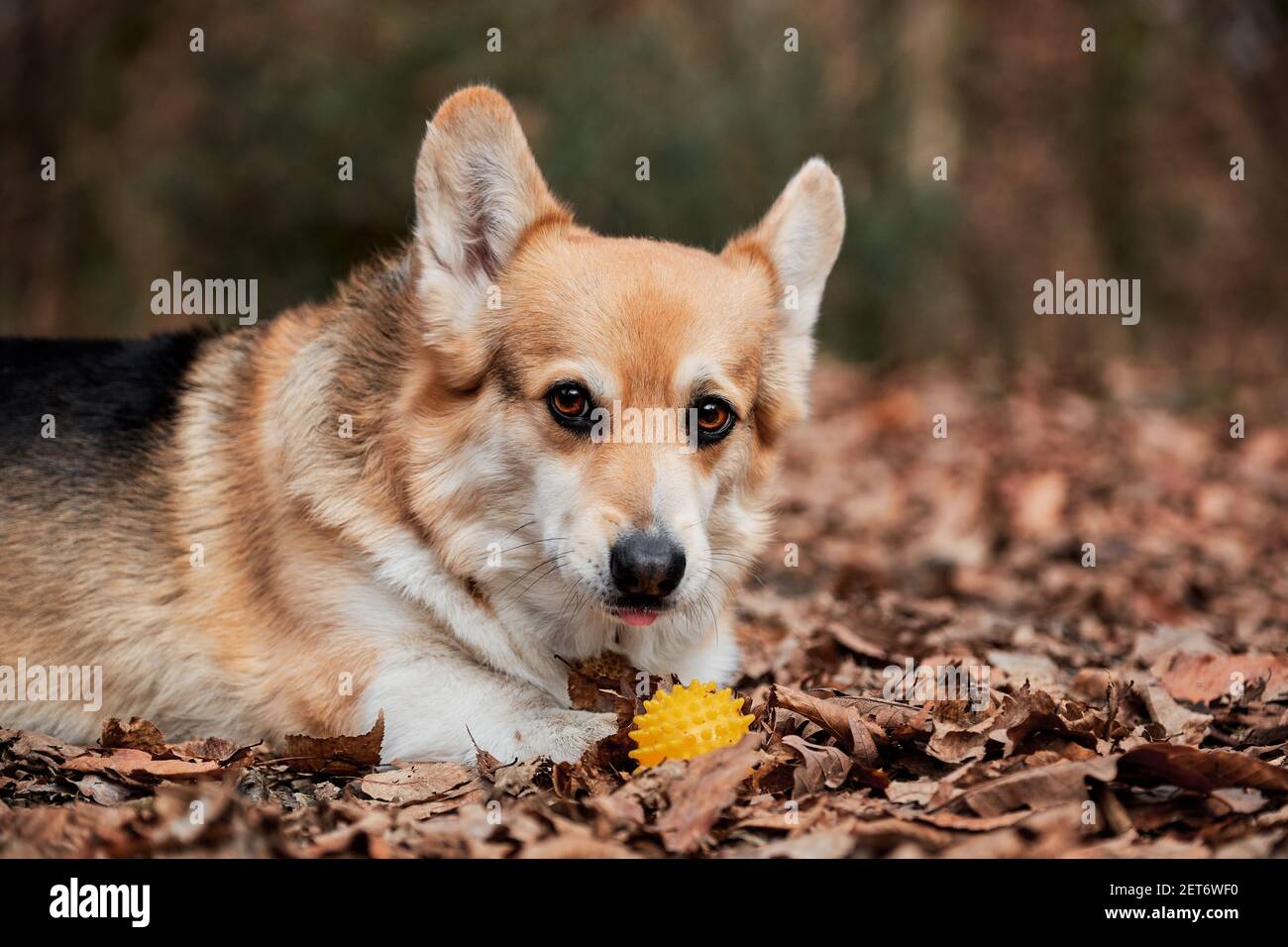 Pembroke tricolor Welsh corgi lies in woods in yellow dry autumn leaves ...