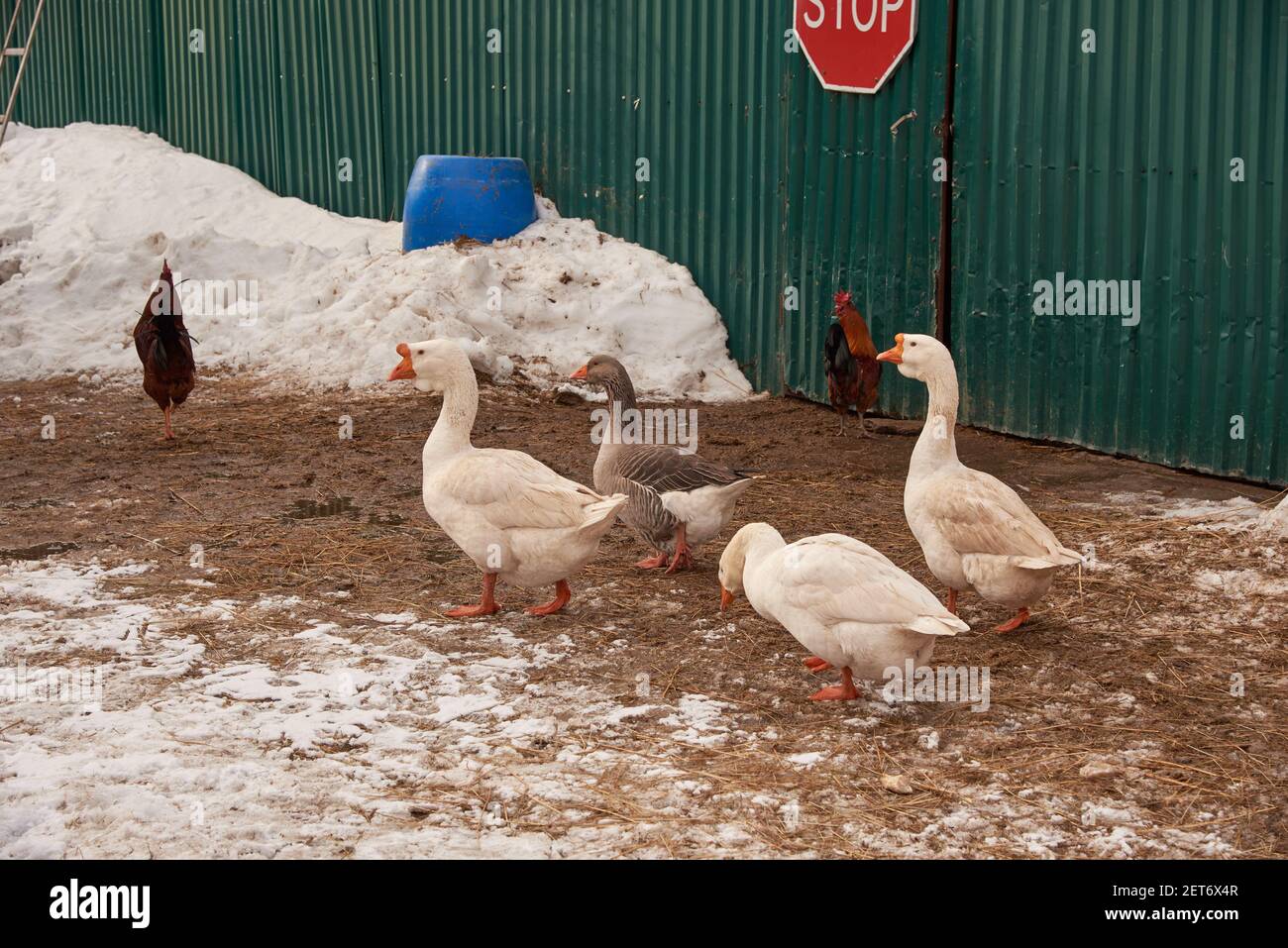 A few fat important geese are walking on a muddy road Stock Photo - Alamy