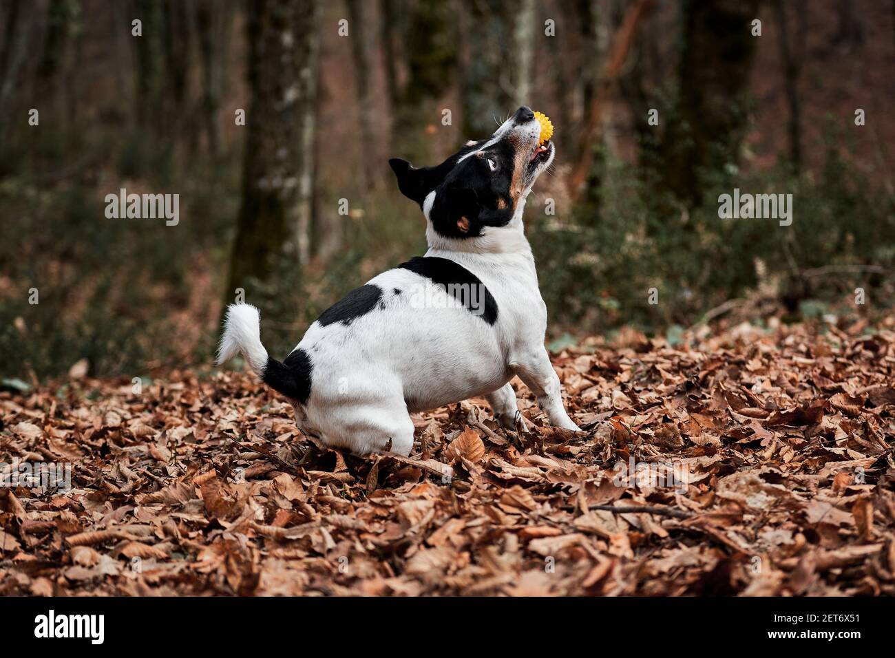Black and white smooth haired Jack Russell Terrier runs fast through ...
