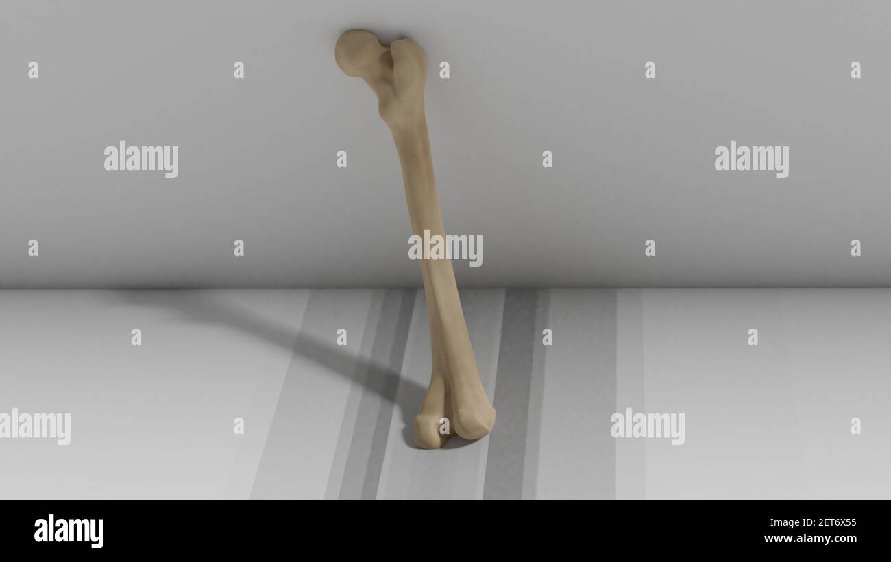 An artificial bone and a shadow on a gray backgroun Stock Photo - Alamy