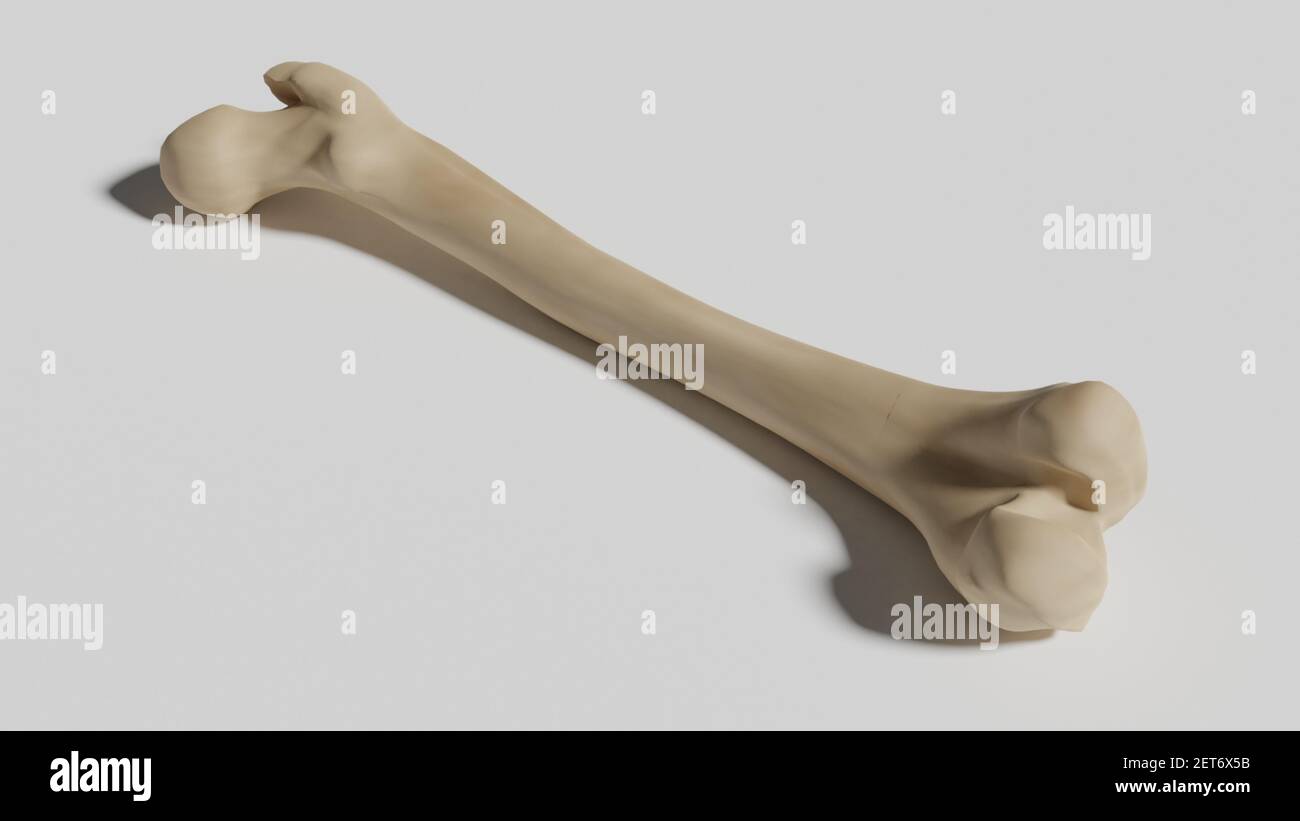 An artificial bone isolated on white background Stock Photo - Alamy