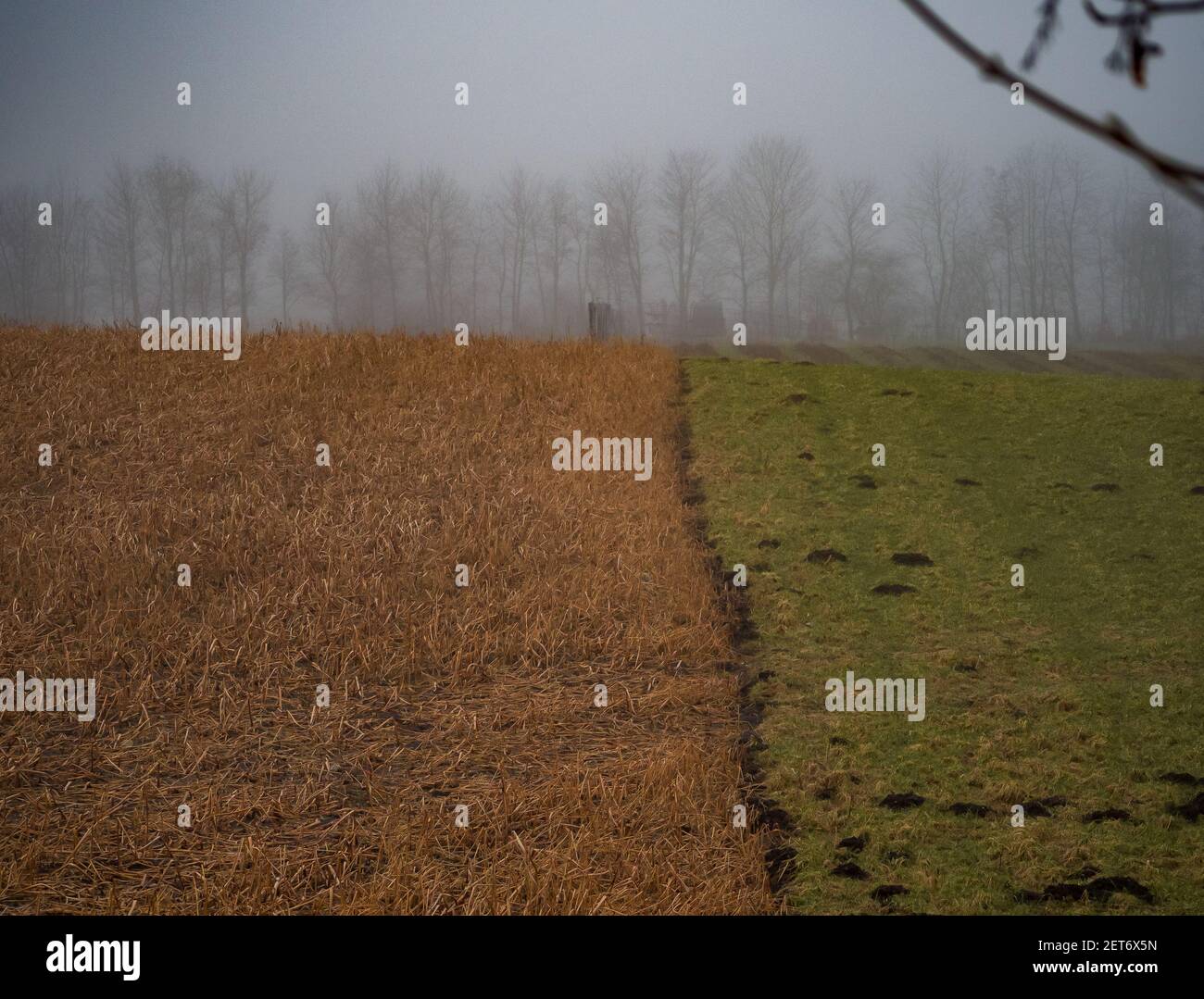 A shot of green and yellow fields in the background of foggy forest ...