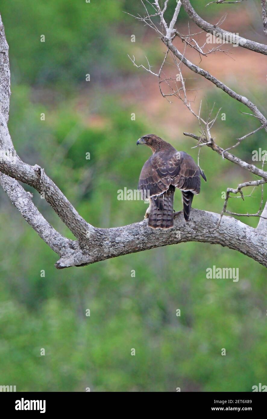 African Hawk-eagle (Aquila spilogaster) juvenile perched in tree ...