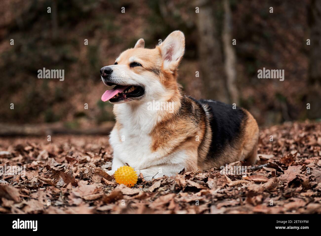 Pembroke tricolor Welsh corgi lies in woods in yellow dry autumn leaves ...