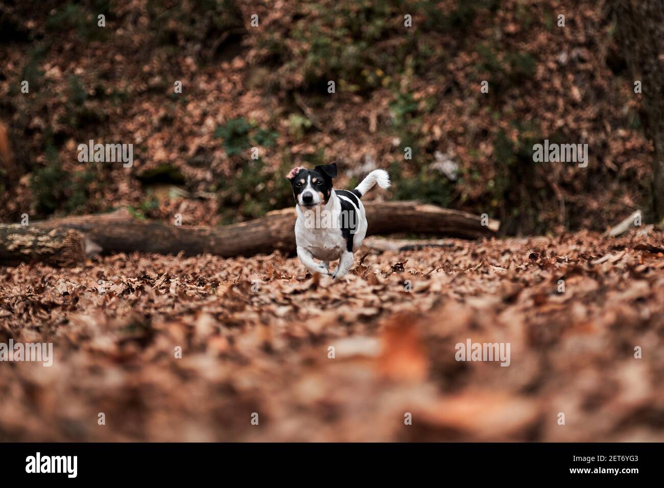 Black and white smooth haired Jack Russell Terrier runs fast through ...