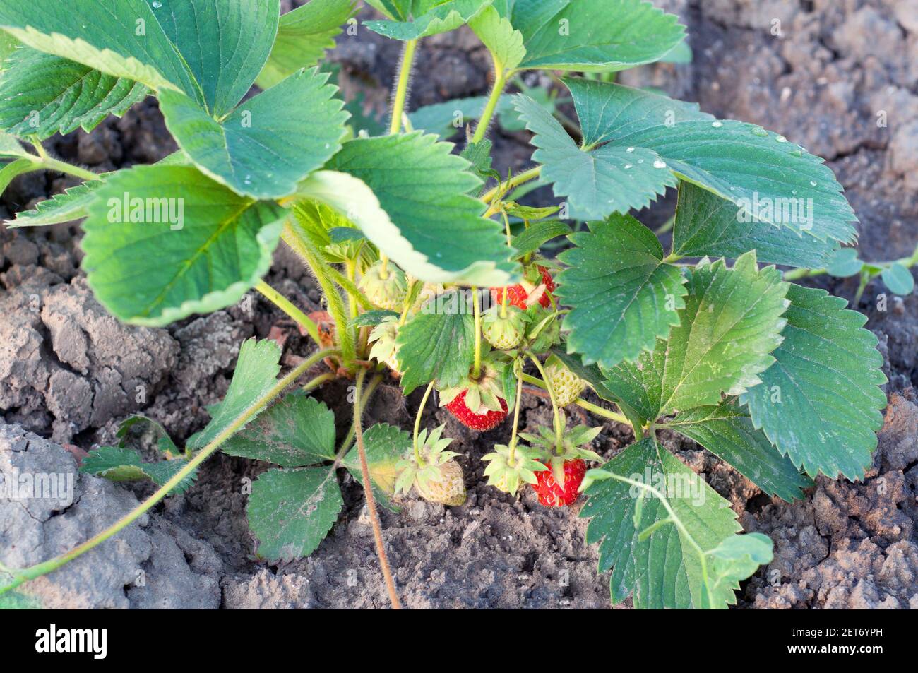 Strawberry bush on a strawberry field in a farm. Organic farming. Bush ...