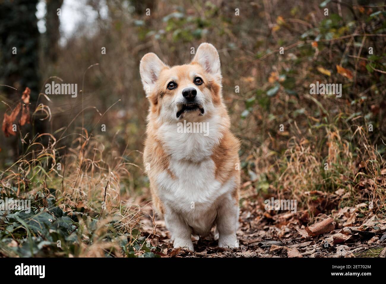 Welsh corgi Pembroke tricolor stands in autumn forest and carefully ...